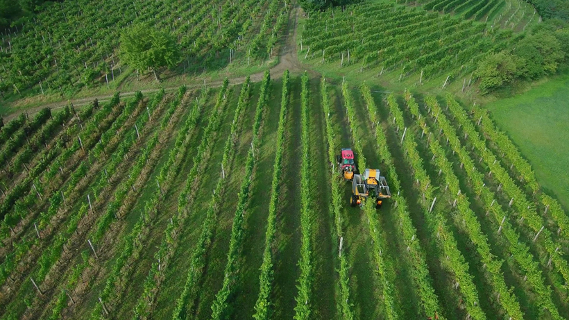 Viticulture Guides & Advice | Rural Hub | Strutt & Parker