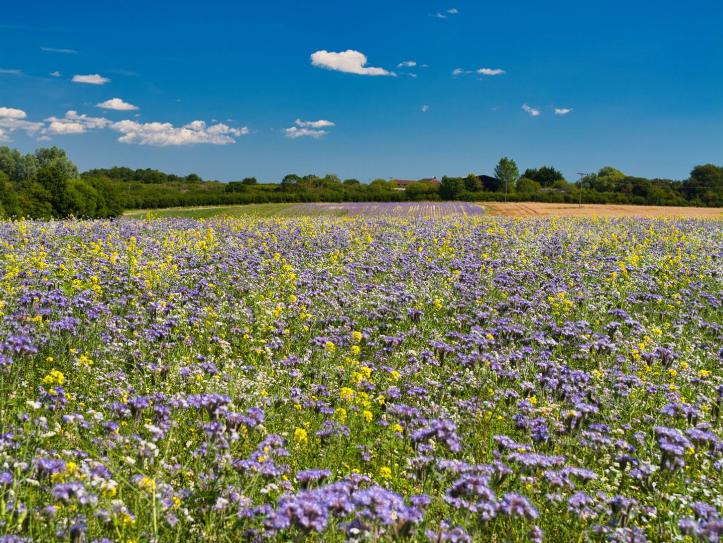 Grant support for environmental enhancement (England) - Strutt & Parker ...